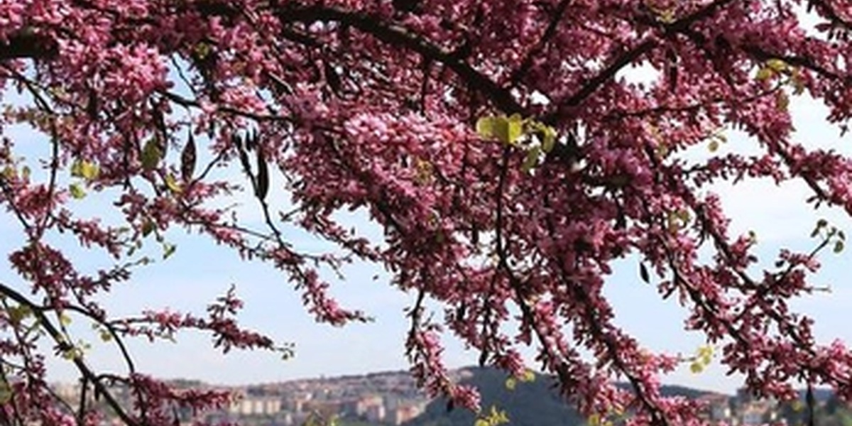 Ten Beautiful Trees of Istanbul || Turkey Tour Organizer
